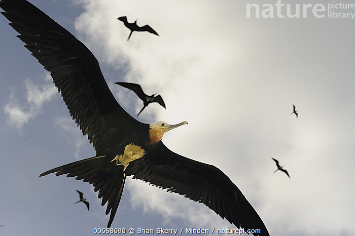 Stock photo of Lesser Frigatebird (Fregata ariel) group flying ...