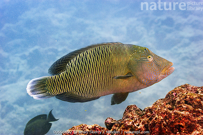 Stock photo of Wrasse (Labridae), Orona, Kiribati. Available for sale ...