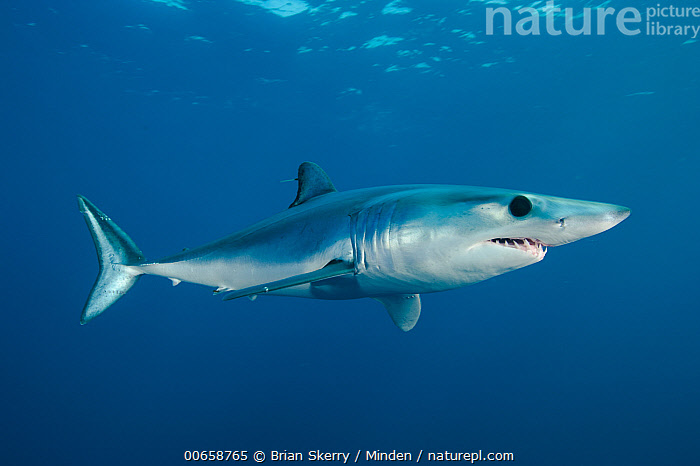 Stock photo of Atlantic Mako (Isurus oxyrhynchus), Cortes Bank ...