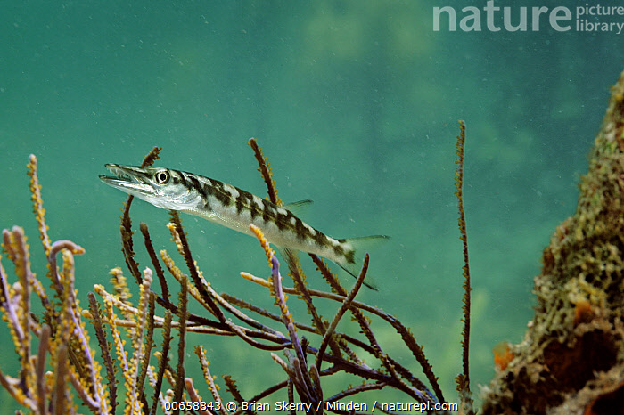 Stock photo of Barracuda (Sphyraena sp) juvenile in mangrove roots ...