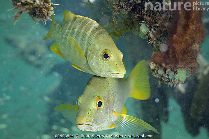 Schoolmaster Snapper Teeth