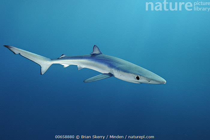 Stock photo of Atlantic Mako (Isurus oxyrhynchus), Cortes Bank ...