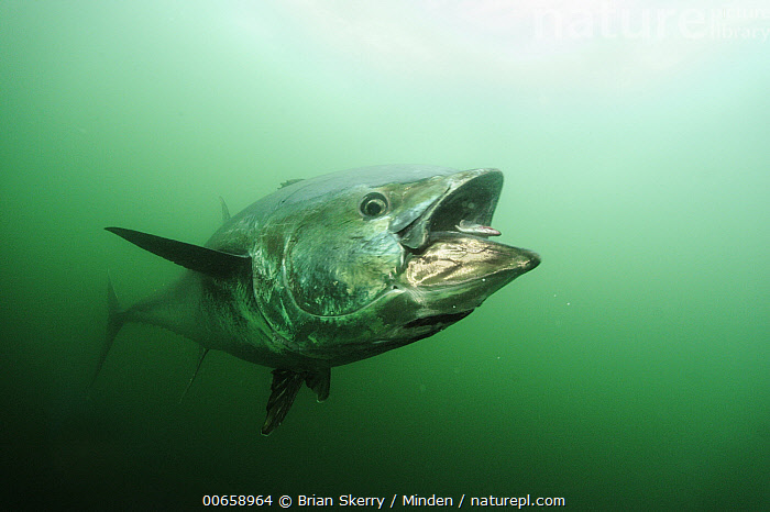 Stock photo of Atlantic Bluefin Tuna (Thunnus thynnus) feeding on fish ...
