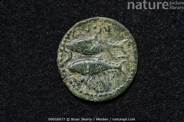 Stock photo of Atlantic Bluefin Tuna (Thunnus thynnus) depicted on ...