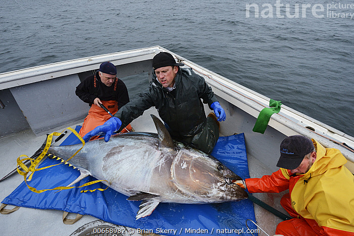 Stock photo of Atlantic Bluefin Tuna (Thunnus thynnus) biologists ...