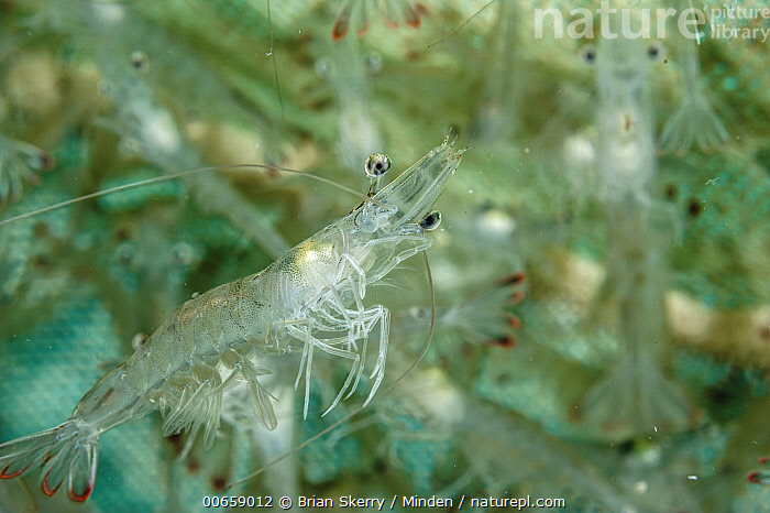 Stock photo of Shrimp in farm cages, Gulf of California, Mexico ...