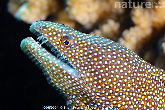 Stock photo of Moray Eel (Muraenidae), Line Islands, Kiribati ...