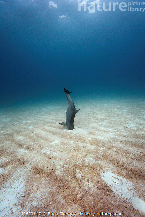 Stock photo of Bottlenose Dolphin (Tursiops truncatus) foraging for ...