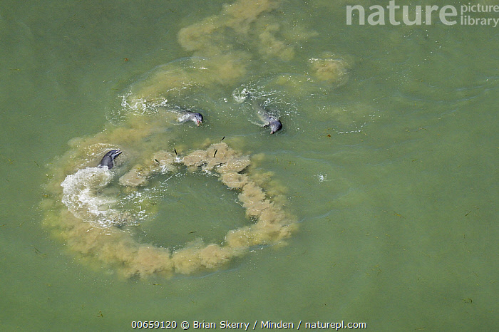 Stock photo of Bottlenose Dolphin (Tursiops truncatus) trio engaging in mud-ring feeding ...