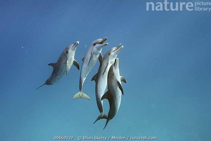 Stock photo of Atlantic Spotted Dolphin (Stenella frontalis) pod ...