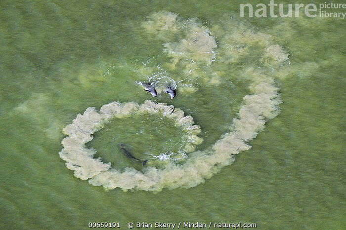 Stock photo of Bottlenose Dolphin (Tursiops truncatus) trio engaging in mud-ring feeding ...
