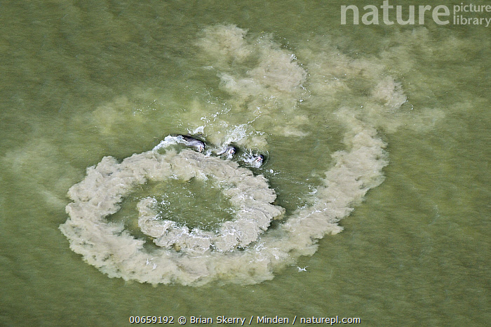 Stock photo of Bottlenose Dolphin (Tursiops truncatus) trio engaging in mud-ring feeding ...