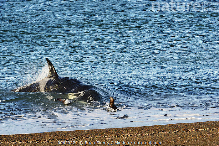 Stock photo of Orca (Orcinus orca) beaching itself to hunt South ...
