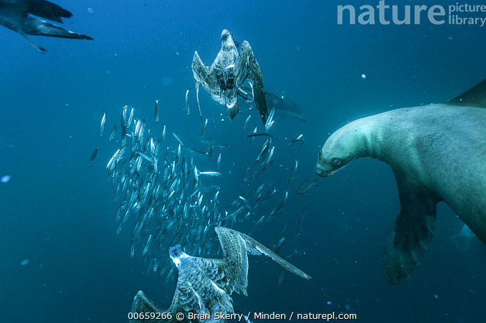 Stock photo of Dusky Dolphin (Lagenorhynchus obscurus) pushing ...