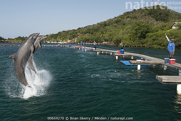 Stock photo of Bottlenose Dolphin (Tursiops truncatus) pair reading ...