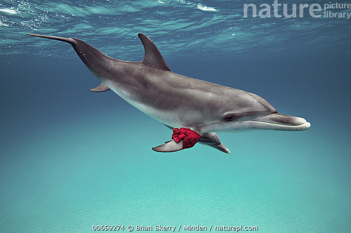Stock photo of Atlantic Spotted Dolphin (Stenella frontalis) playing ...