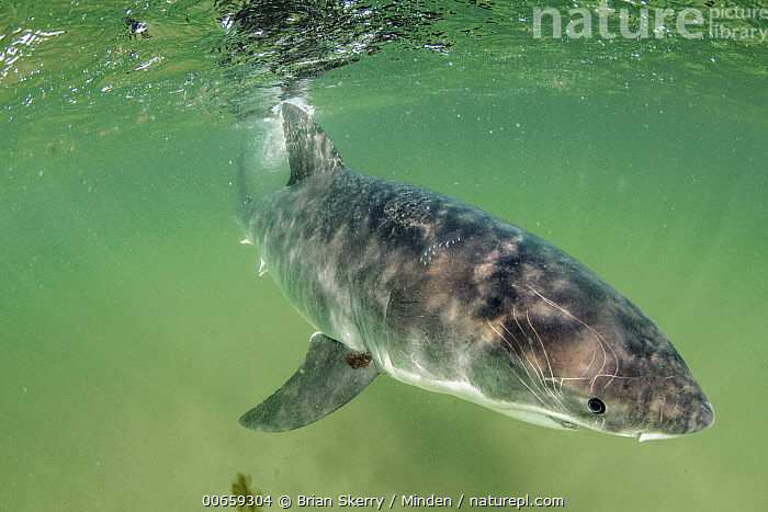 Stock photo of Great White Shark (Carcharodon carcharias), Cape Cod ...