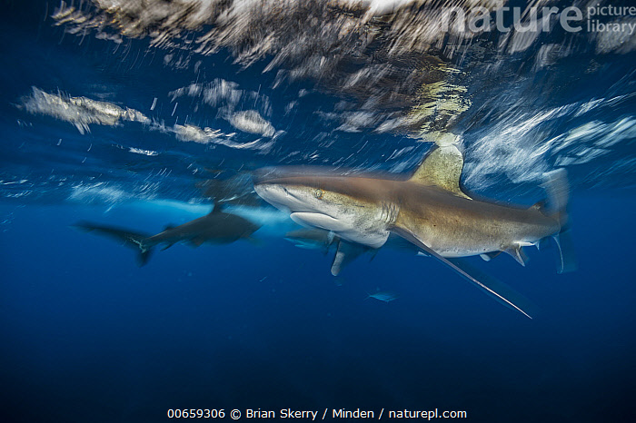 Stock photo of Oceanic White-tip Shark (Carcharhinus longimanus) group, Cat Island…. Available ...