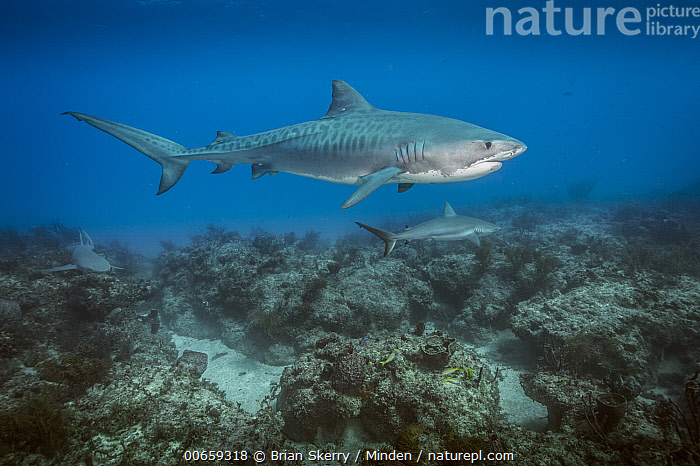 Stock photo of Tiger Shark (Galeocerdo cuvieri), Bahamas, Caribbean ...