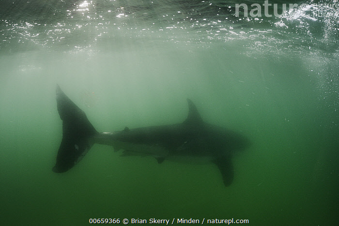 Stock photo of Great White Shark (Carcharodon carcharias), Chatham ...
