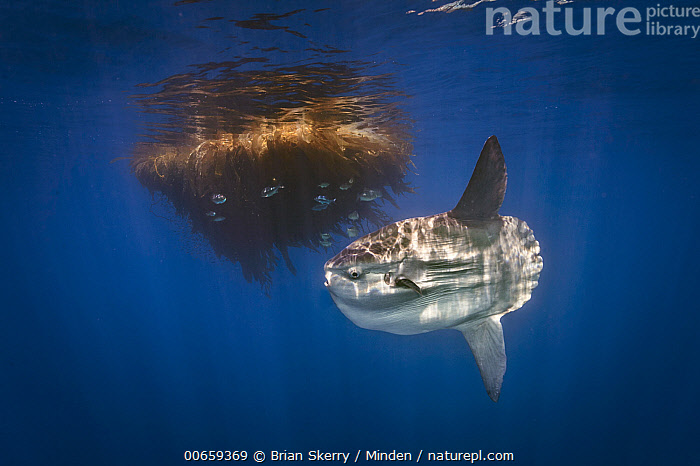 Stock photo of Ocean Sunfish (Mola mola) under seaweed, Cortes Bank ...