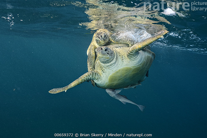 Stock photo of Green Sea Turtle (Chelonia mydas) pair mating, Buck ...