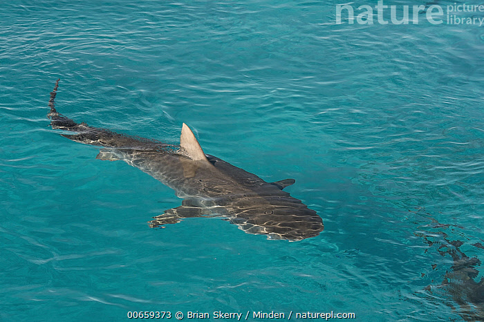 Stock photo of Tiger Shark (Galeocerdo cuvieri), Bahamas, Caribbean ...