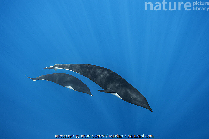 Northern Right Whale Dolphin