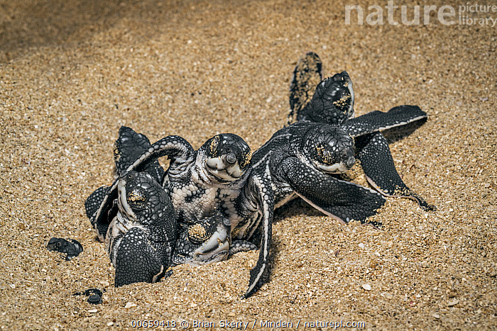 Stock photo of Leatherback Sea Turtle (Dermochelys coriacea) hatchlings ...