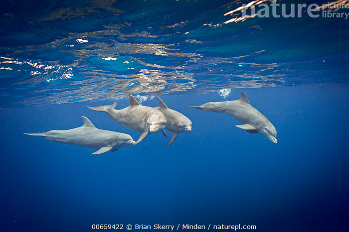 Stock photo of Bottlenose Dolphin (Tursiops truncatus) pod, Buck Island ...