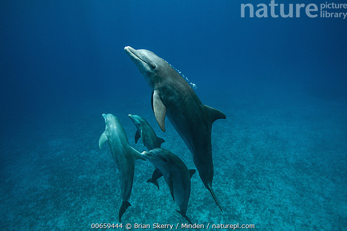Stock photo of Bottlenose Dolphin (Tursiops truncatus) pod, Buck Island ...