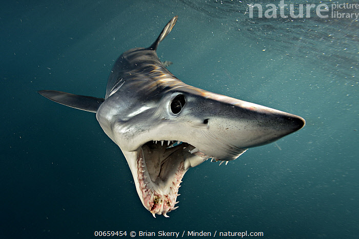 Stock photo of Atlantic Mako (Isurus oxyrhynchus) juvenile, North ...