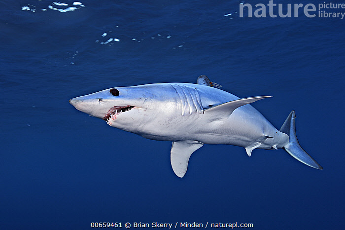 Stock photo of Atlantic Mako (Isurus oxyrhynchus), San Diego ...