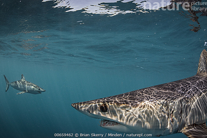 Stock photo of Atlantic Mako (Isurus oxyrhynchus) pair, New Zealand ...