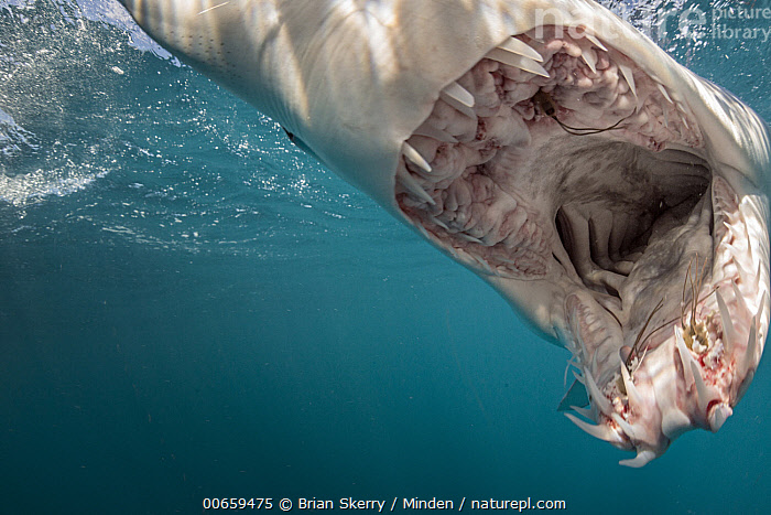 Stock photo of Atlantic Mako (Isurus oxyrhynchus), New Zealand ...