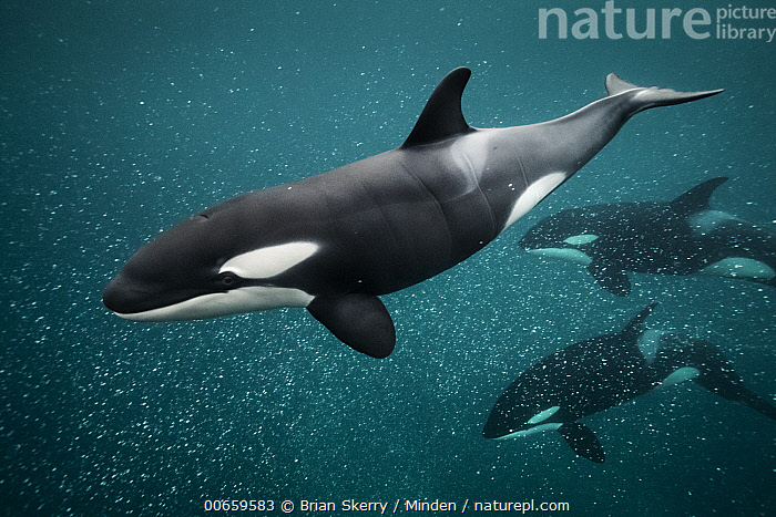 Stock photo of Orca (Orcinus orca) pair and calf, Norway. Available for ...