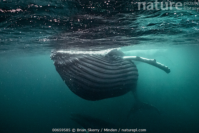 Stock photo of Humpback Whale (Megaptera novaeangliae) gulp feeding ...