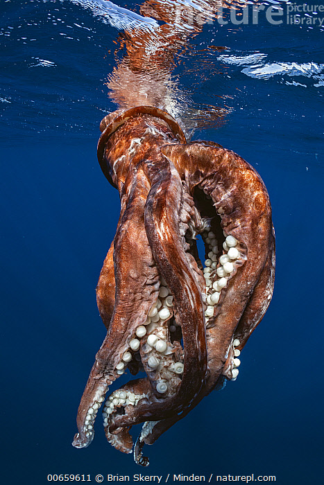 Stock photo of Giant Squid (Architeuthis dux), dead individual ...