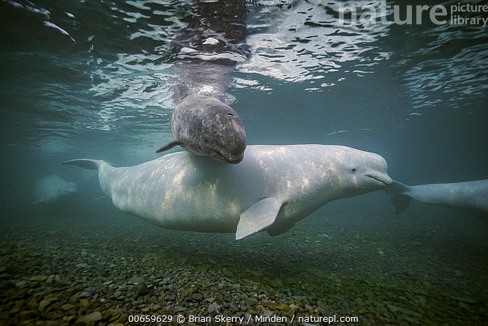 Stock photo of Beluga (Delphinapterus leucas) mother and newborn calf ...