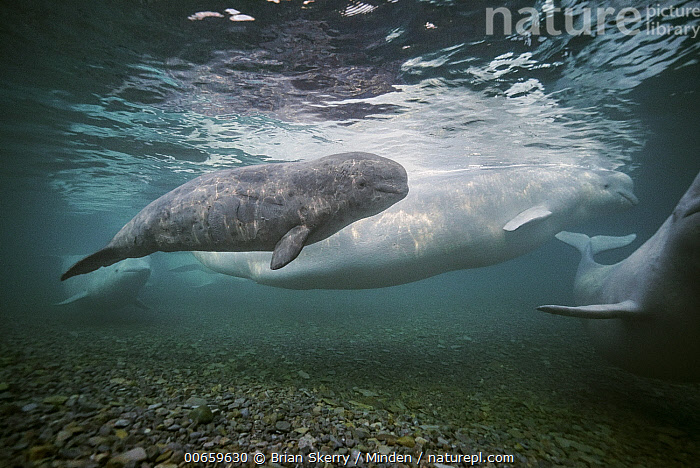 Stock photo of Beluga (Delphinapterus leucas) mother and newborn calf ...