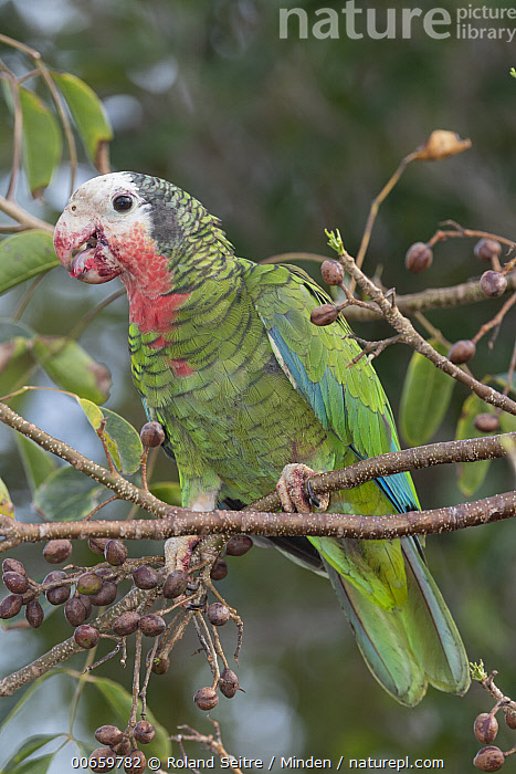 Stock photo of Cuban Parrot (Amazona leucocephala), Abaco Islands ...