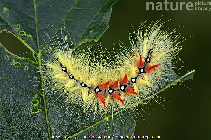 Stock photo of Sycamore Moth (Acronicta aceris) caterpillar ...
