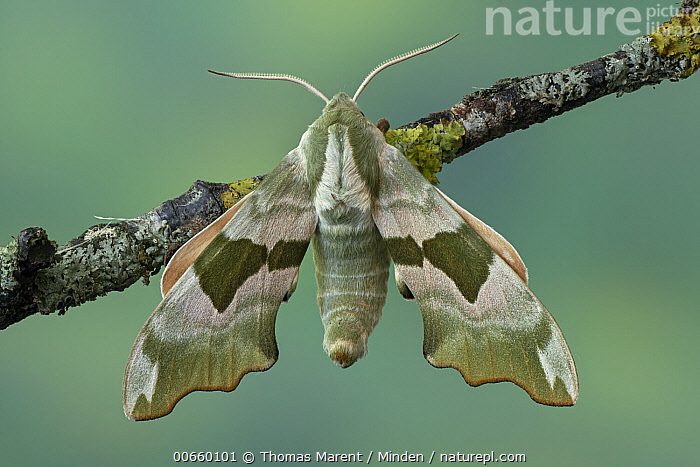 Stock photo of Lime Hawk Moth (Mimas tiliae), Switzerland. Available ...