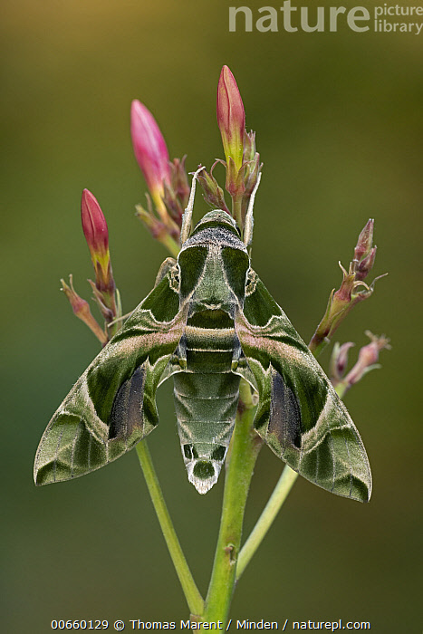 Stock photo of Oleander Hawk Moth (Daphnis nerii), Switzerland ...