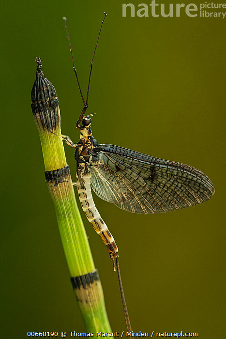 Stock photo of Common Burrower Mayfly (Ephemera danica) male ...