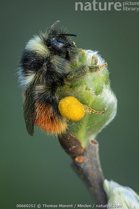Stock photo of Bilberry Bumblebee (Bombus monticola) female with pollen ...