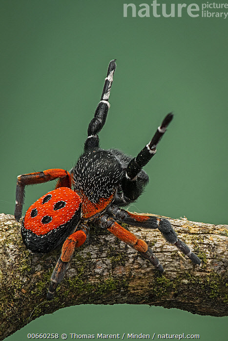 Stock photo of Ladybird Spider (Eresus niger) in defensive posture ...
