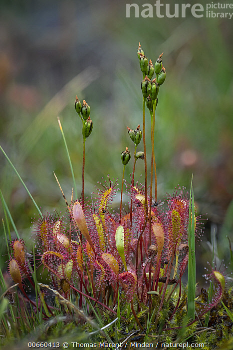 Stock photo of Great Sundew (Drosera anglica), Switzerland. Available ...