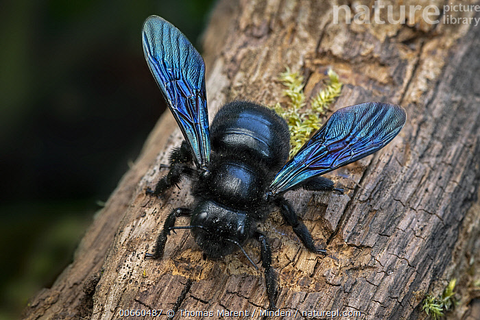 Stock photo of Carpenter Bee (Xylocopa violacea), Switzerland ...