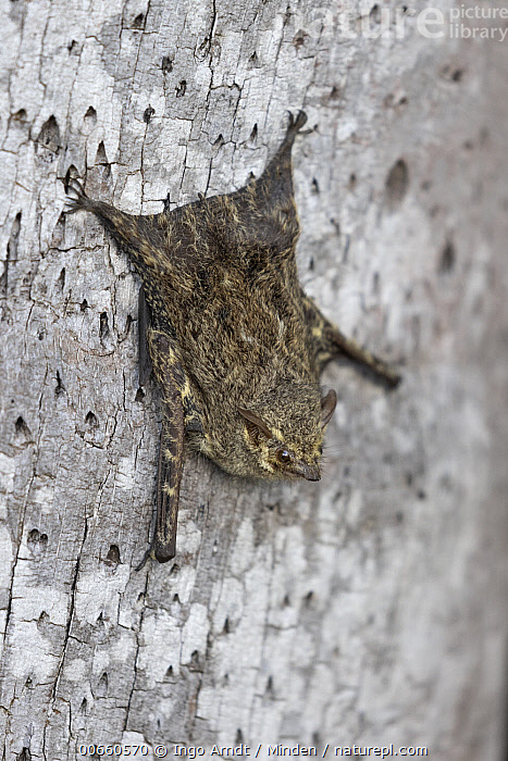 Stock photo of Proboscis Bat (Rhynchonycteris naso) roosting, Sandoval ...